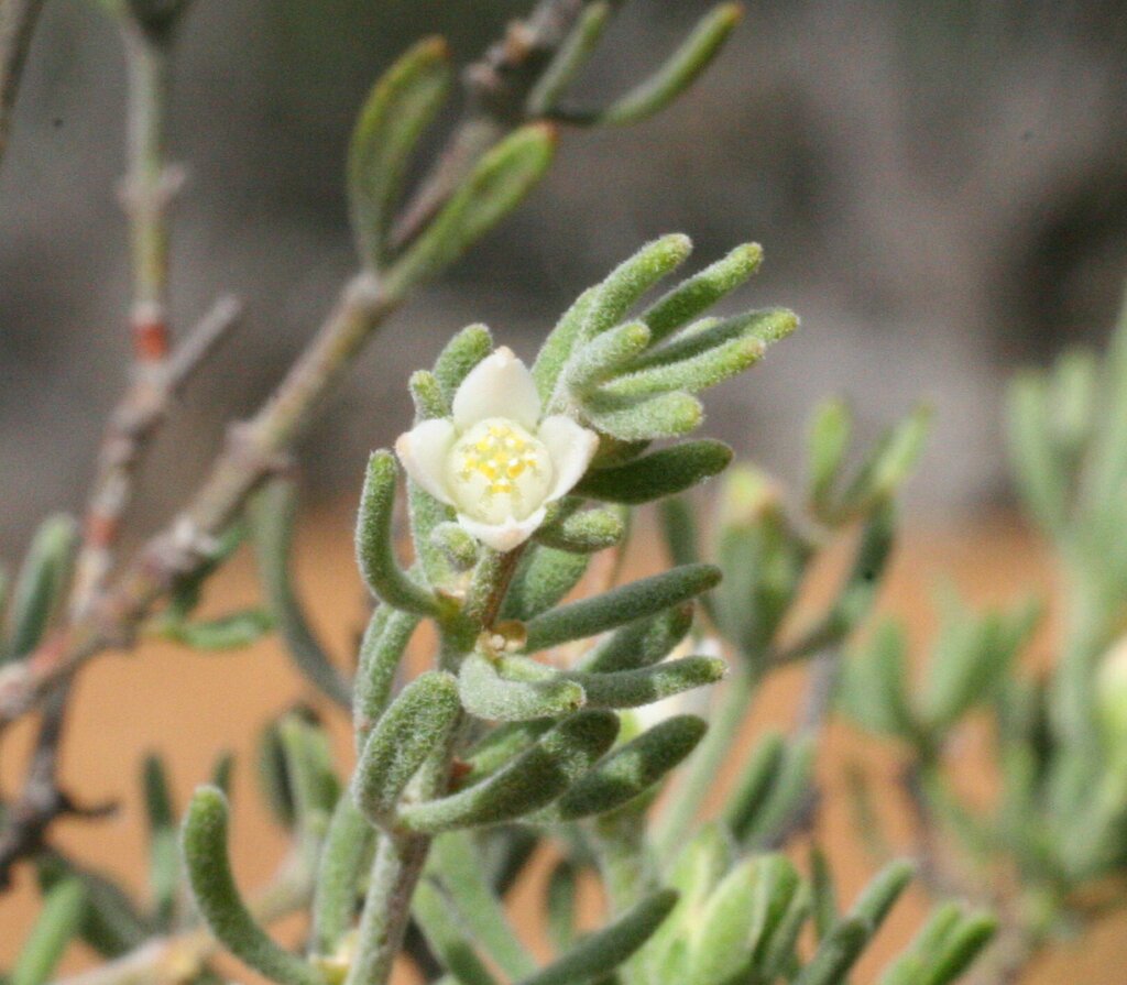 Cyanothamnus penicillatus from Karijini WA 6751, Australia on April 5 ...