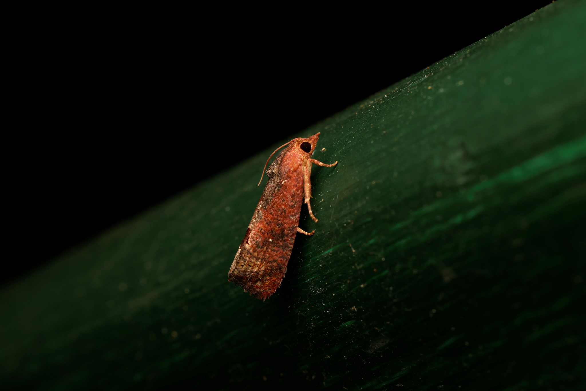 Cryptophlebia ombrodelta (Lower, 1898)