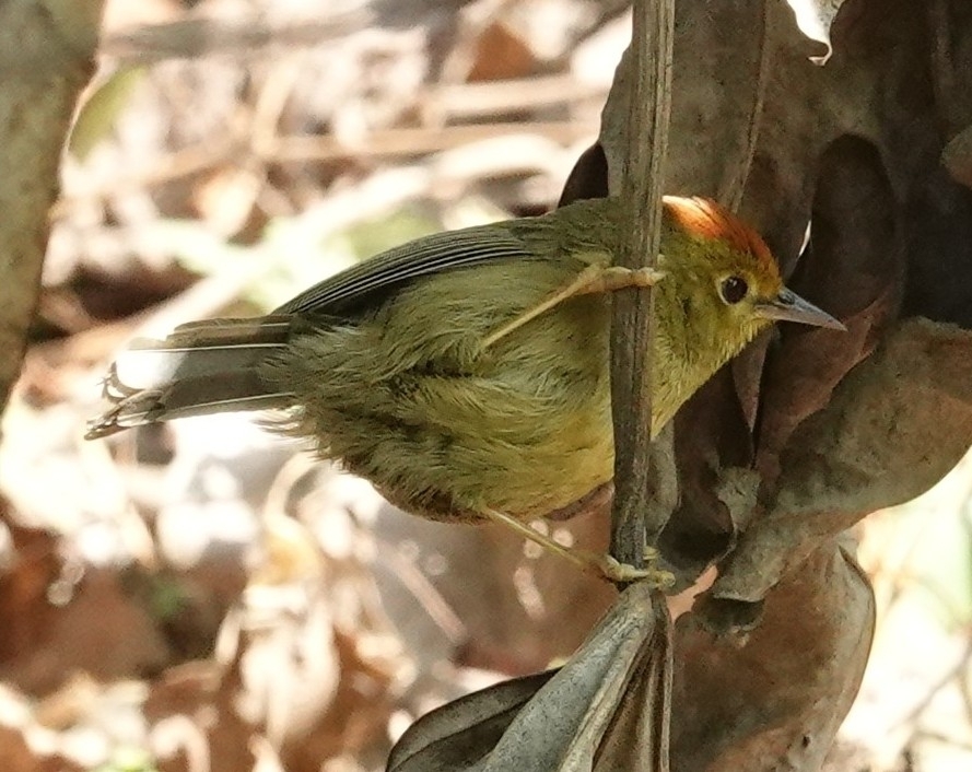 Stachyridopsis ruficeps (Blyth, 1847)