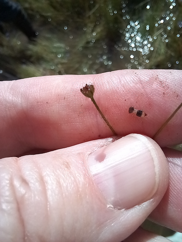 Trithuria submersa from Lake Bolac VIC 3351, Australia on February 8 ...