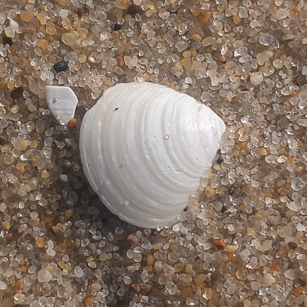 Chestnut Clam from Ocean City, MD 21842, USA on February 7, 2023 at 09: ...