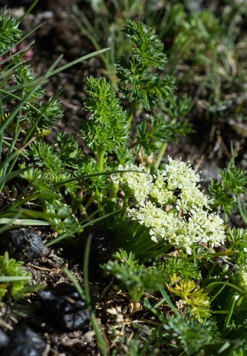 Conium fontanum · iNaturalist