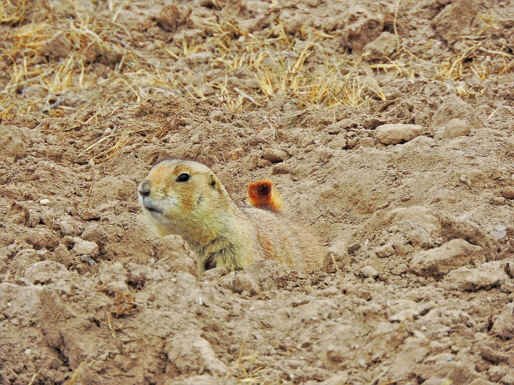 Black-tailed Prairie Dog from Lubbock, TX, USA on February 07, 2023 at ...