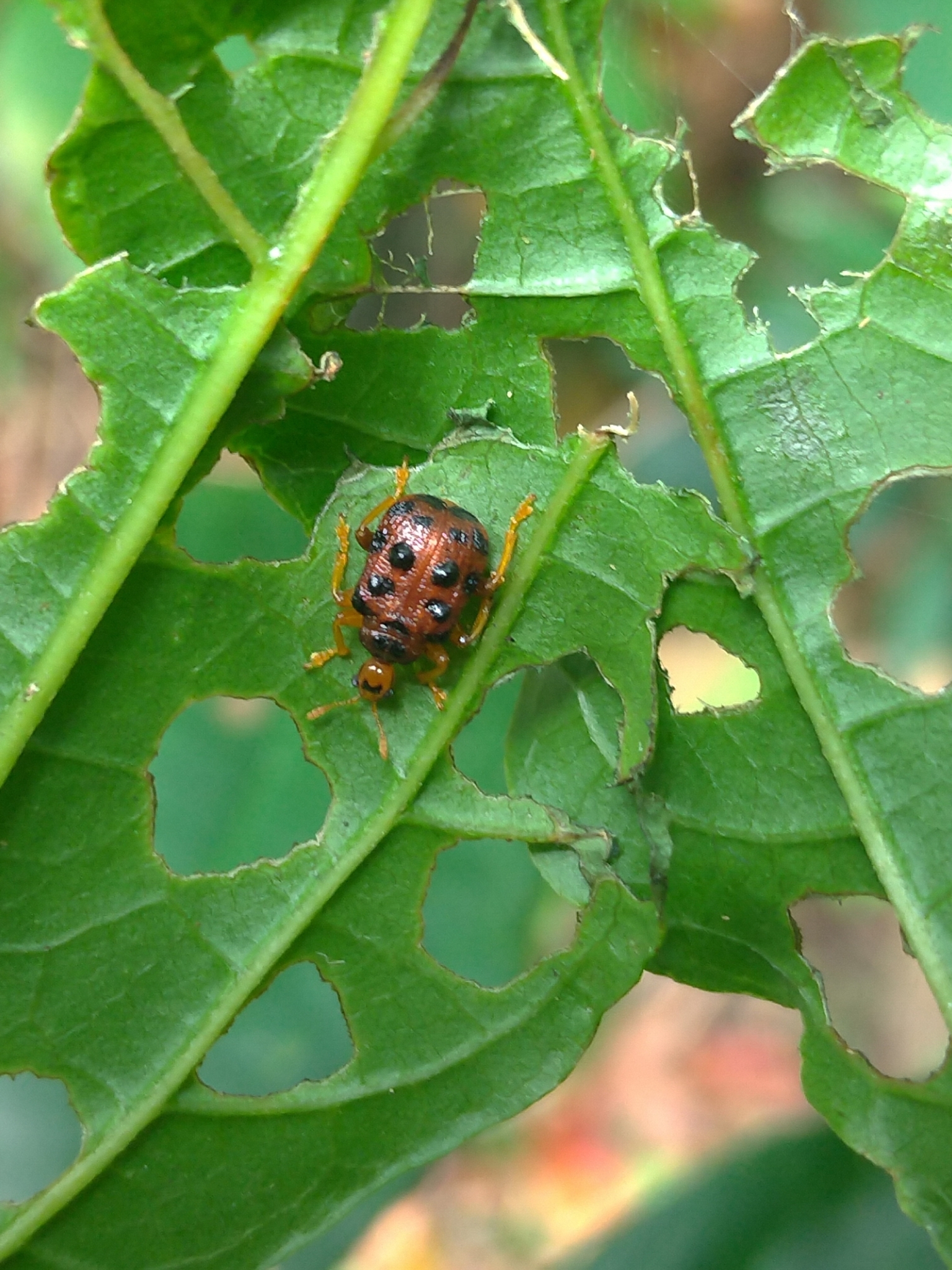 Agomadaranus pardaloides (Voss, 1924)