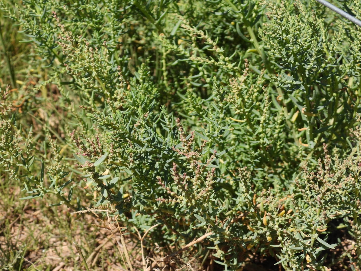 Suaeda patagonica Speg.