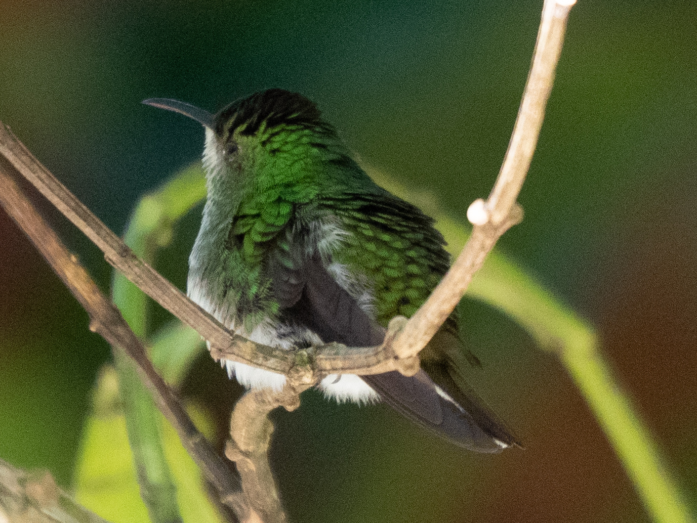 Microchera Gould, 1858