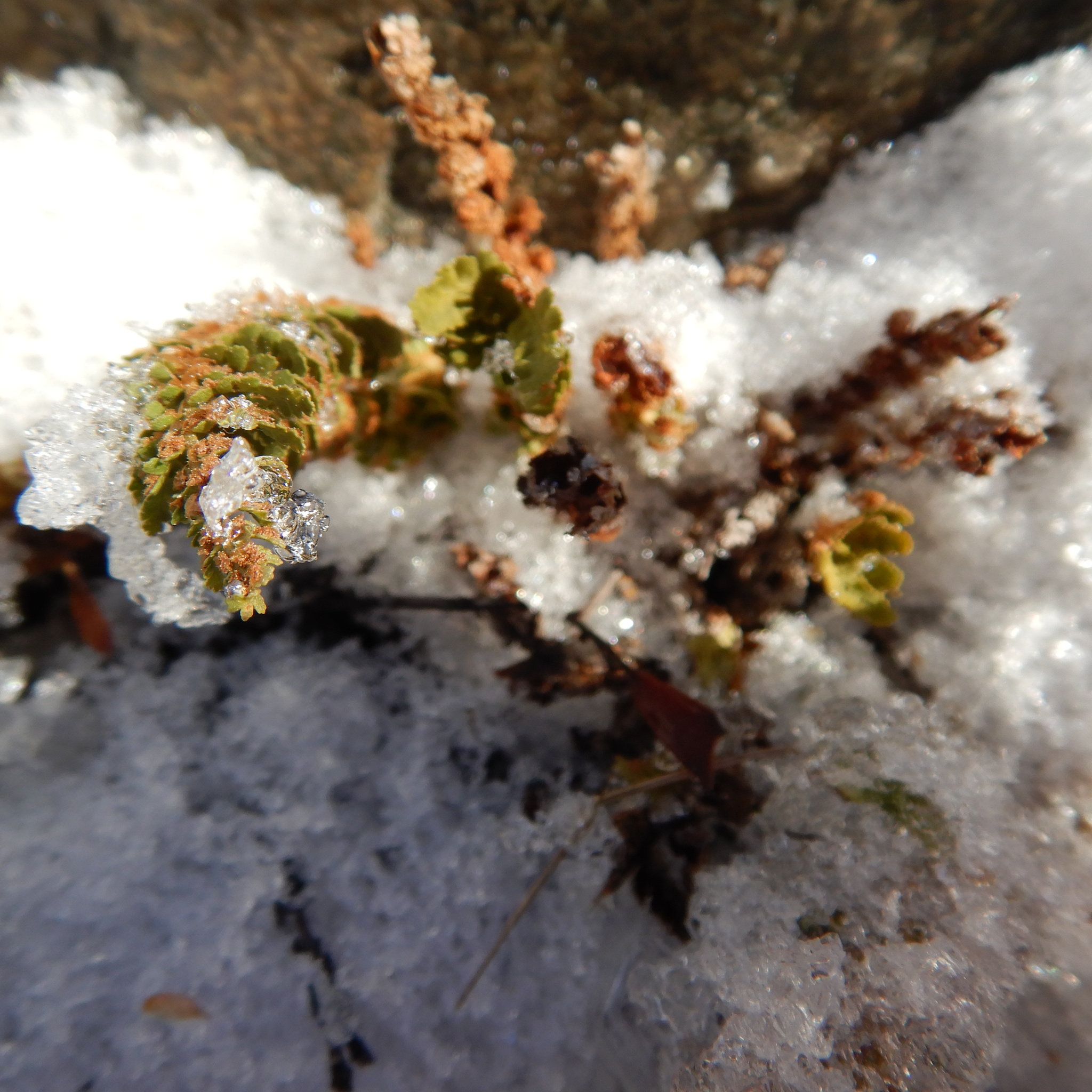 Dryopteris fragrans (L.) Schott
