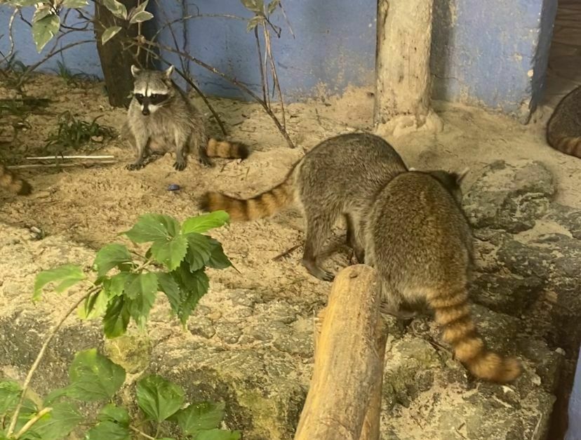 Pygmy Raccoon from Cozumel, Q.R., México on January 22, 2023 at 01:44 ...