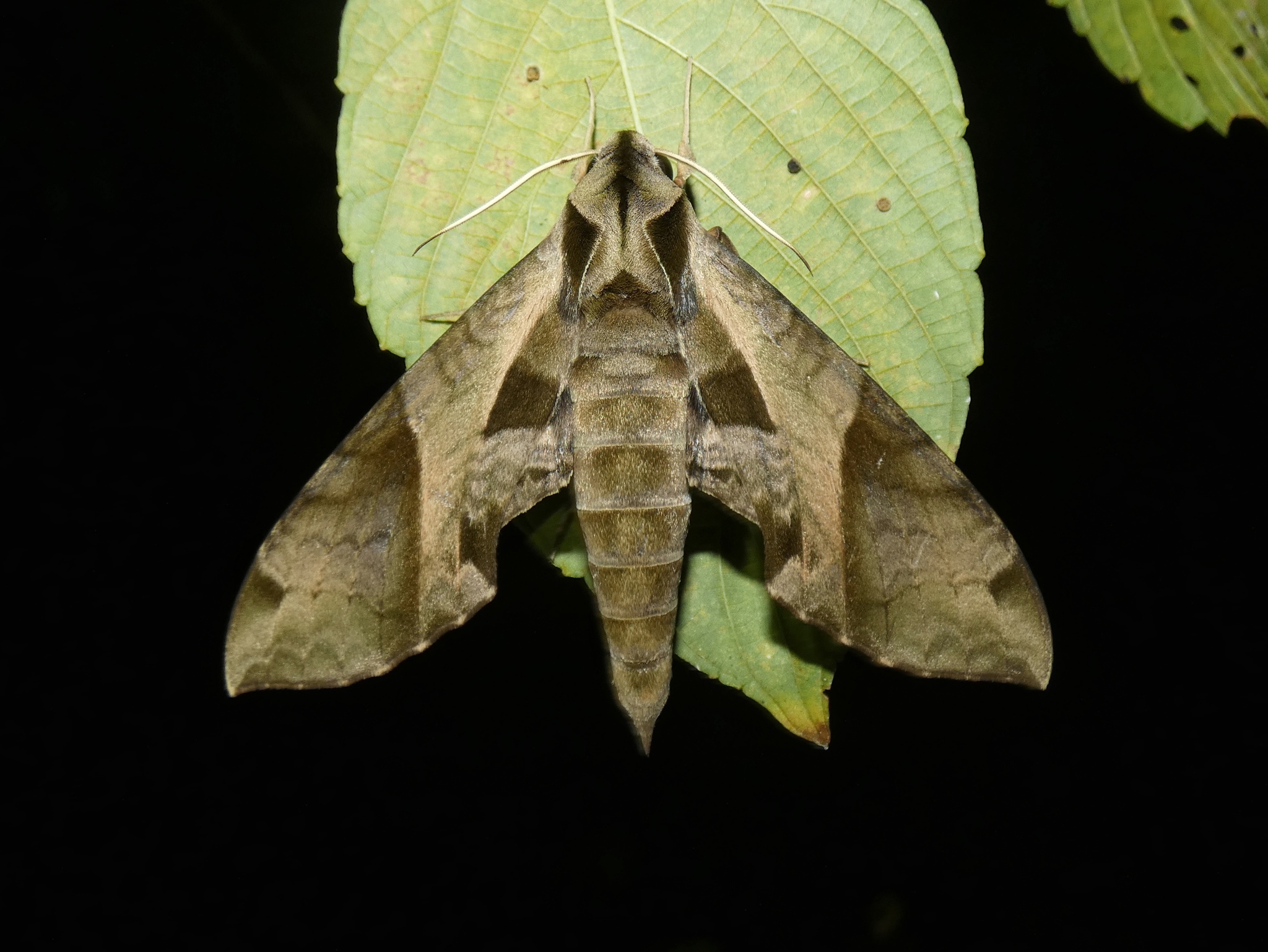 Eumorpha satellitia Linnaeus, 1771