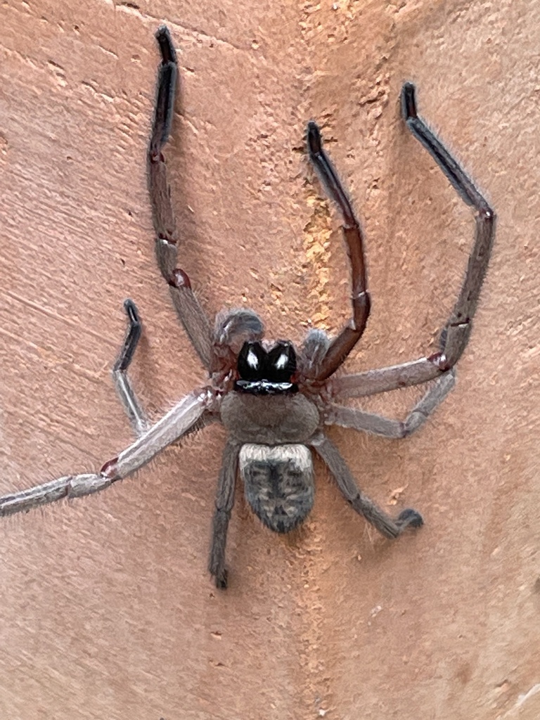 Social Huntsman Spider from Boundary Tk E, Frankston South, VIC, AU on ...