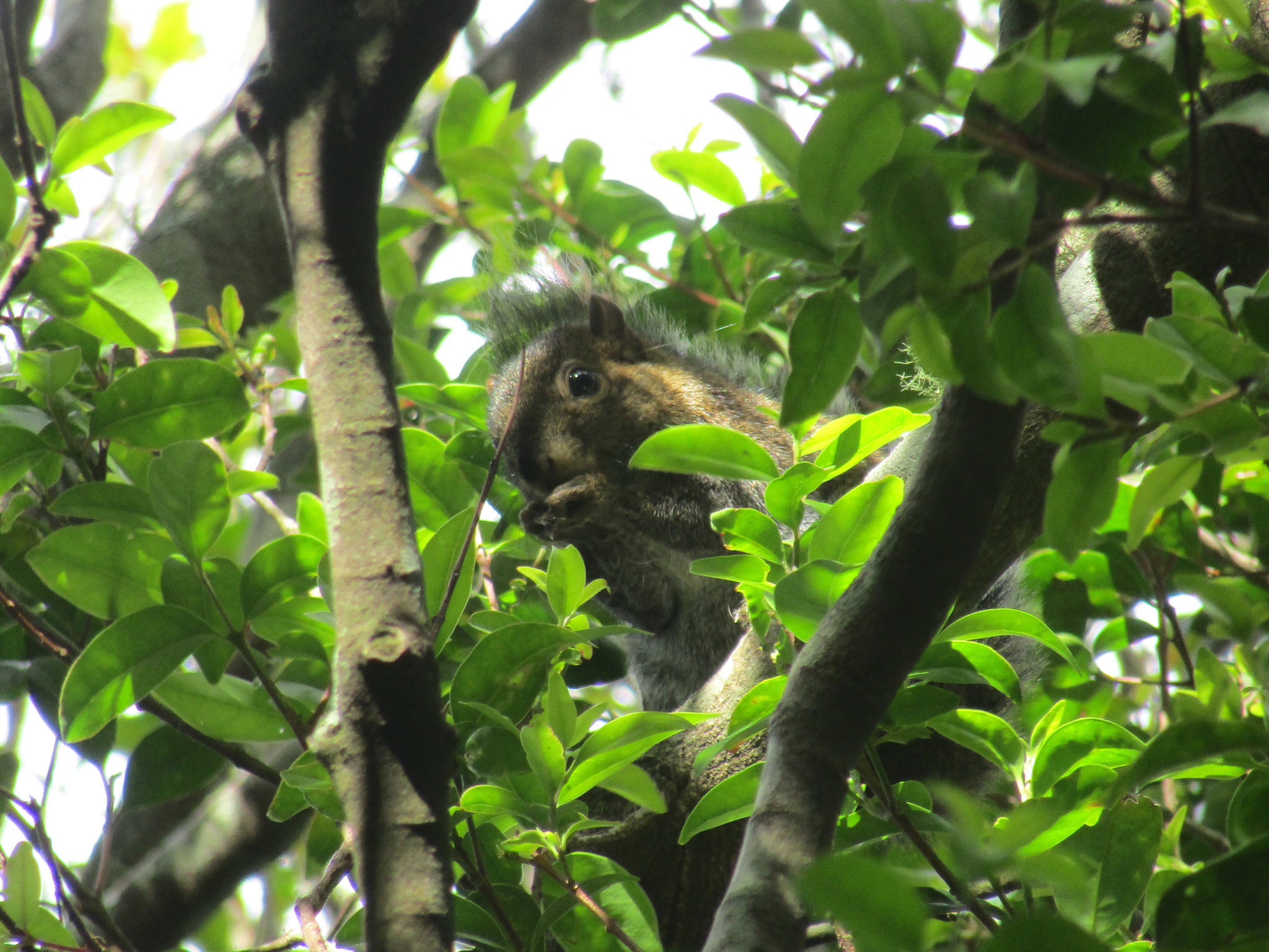Sciurus deppei Peters, 1863