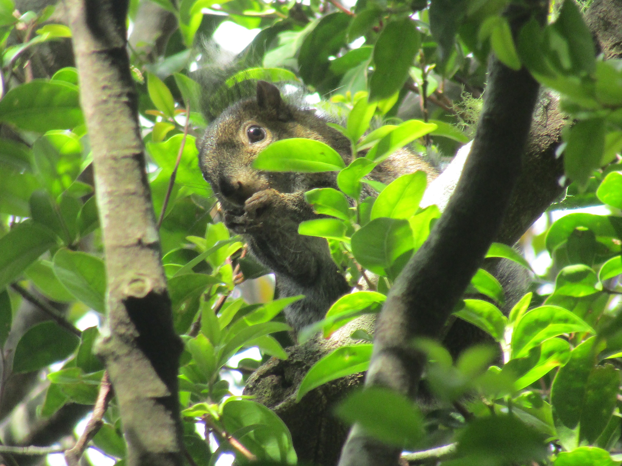 Sciurus deppei Peters, 1863