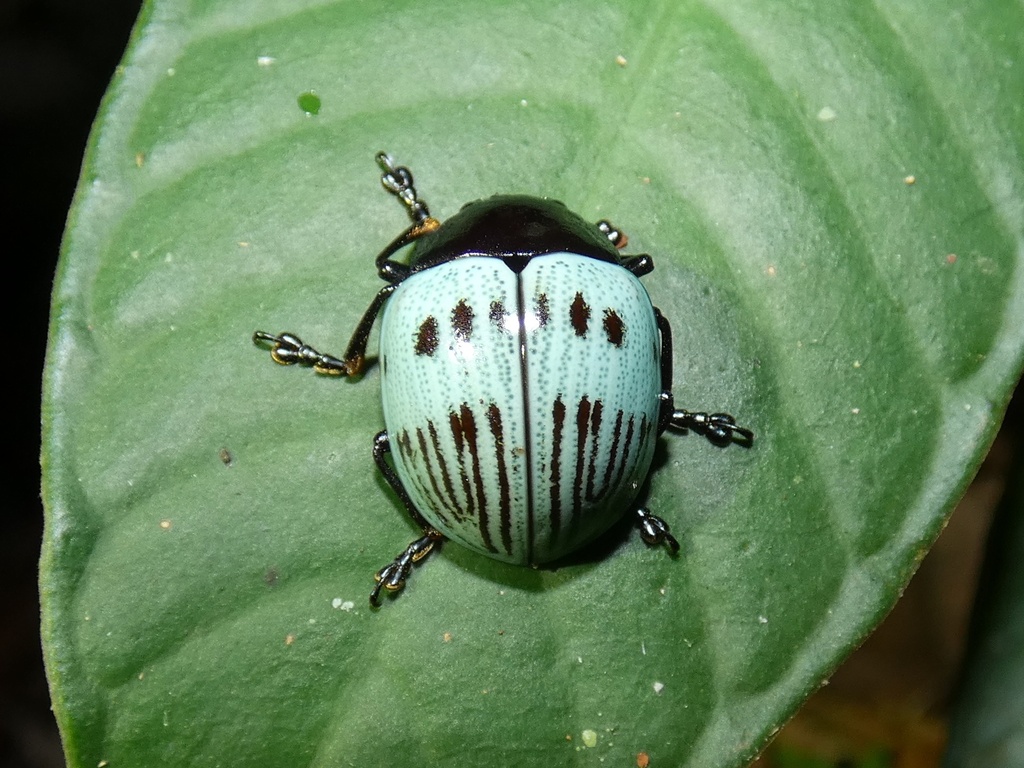 Platyphora haroldi from Cocobolo Entrance. on February 7, 2023 at 08:19 ...