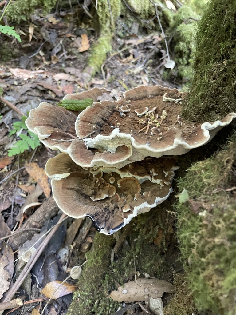red-staining stalked polypore from Russell Falls, Mount Field, TAS, AU ...