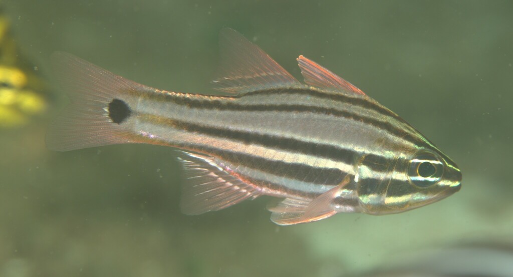 Sydney Cardinalfish from Sydney NSW, Australia on February 08, 2023 by ...