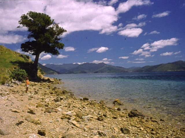 Large-leaved milk tree from Maud Island, Marlborough District ...