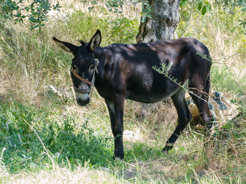 Donkey from Güre, 10300 Edremit/Balıkesir, Türkiye on August 13, 2013 ...