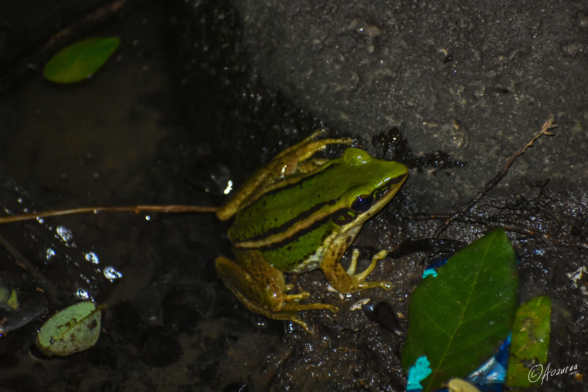Hylarana erythraea (Schlegel, 1837)