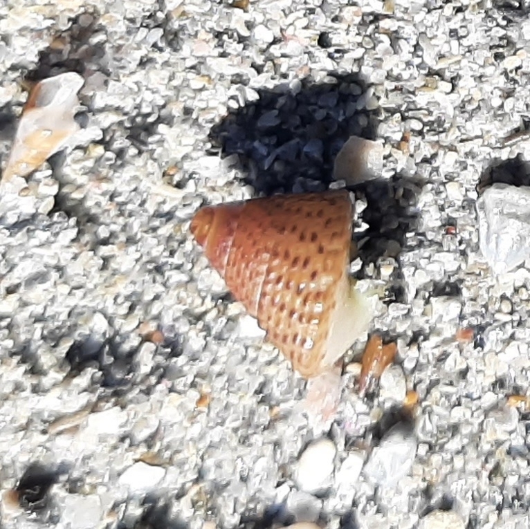 Top Snails from Port Kennedy WA 6172, Australia on February 8, 2023 at ...