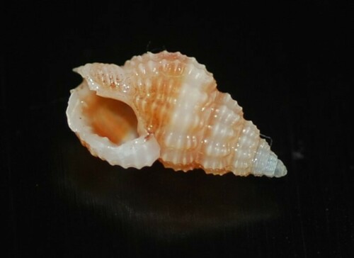 Nassarius collarius · iNaturalist