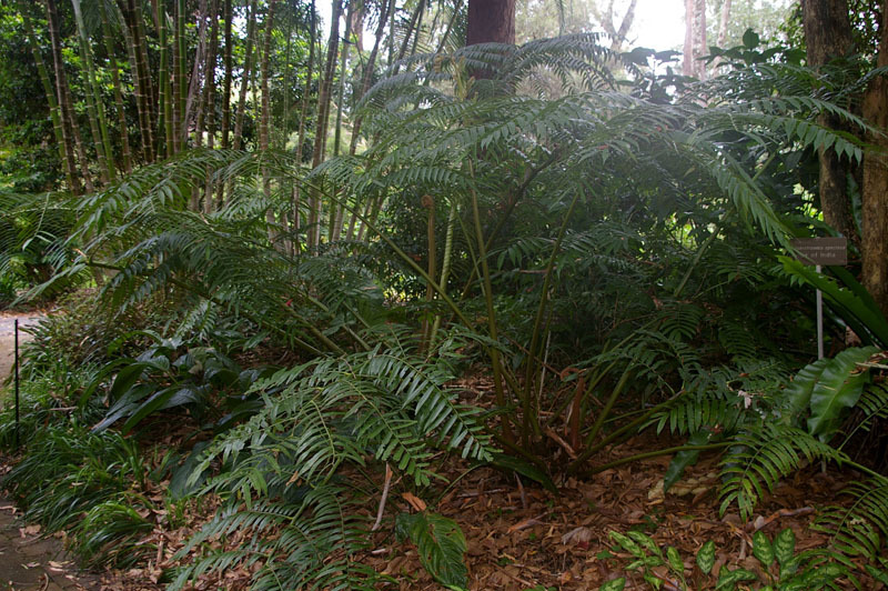 king fern in January 2012 by Russell Cumming. North Coast Regional ...