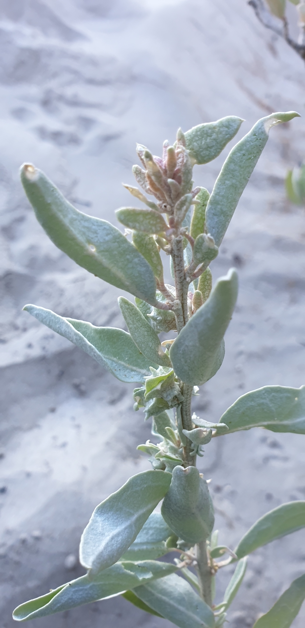 Atriplex cinerea Poir.