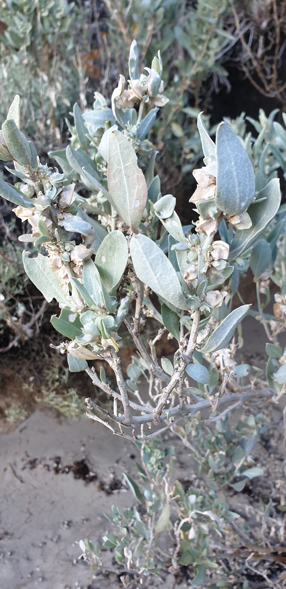 Atriplex cinerea Poir.