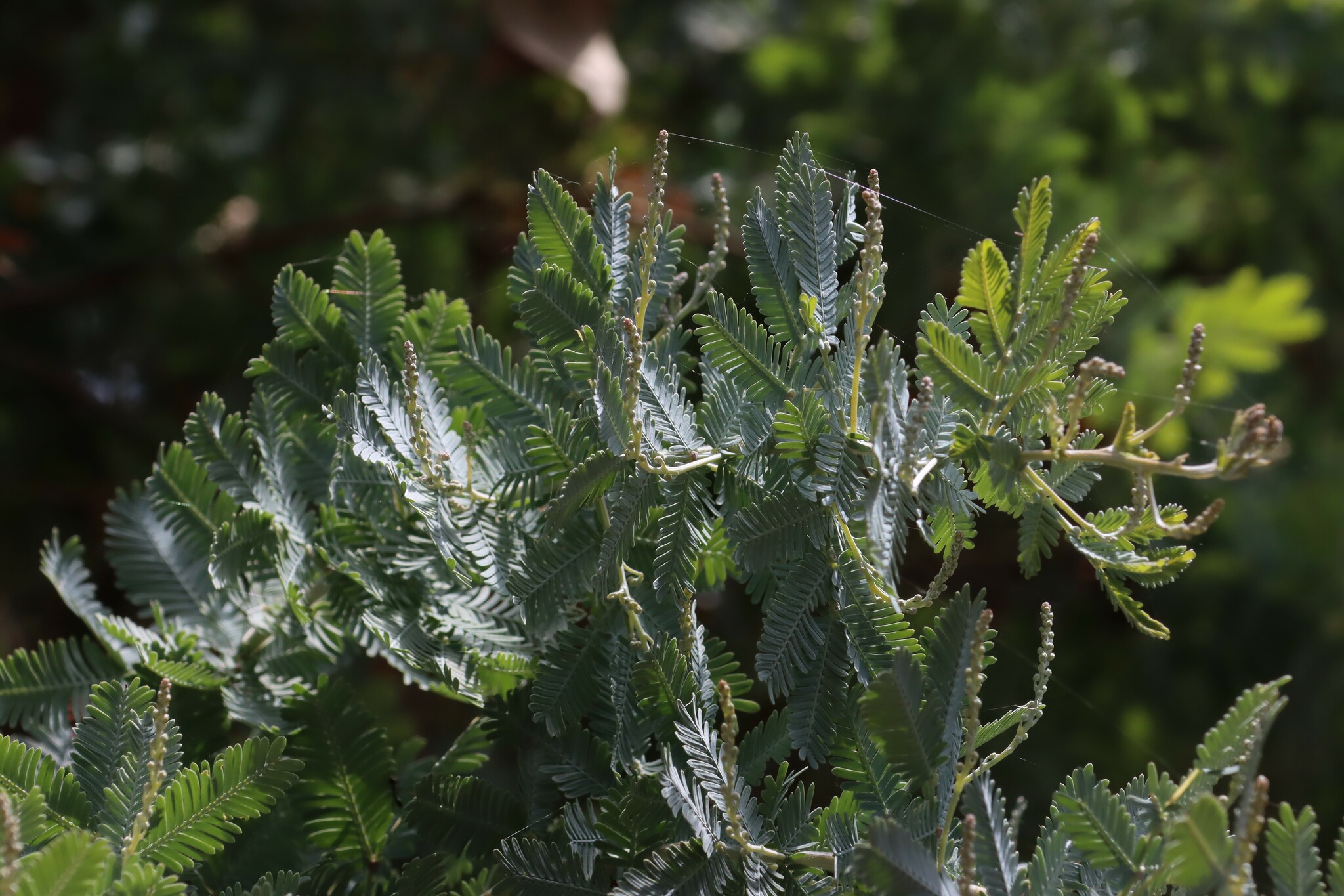 Acacia baileyana F.Muell.