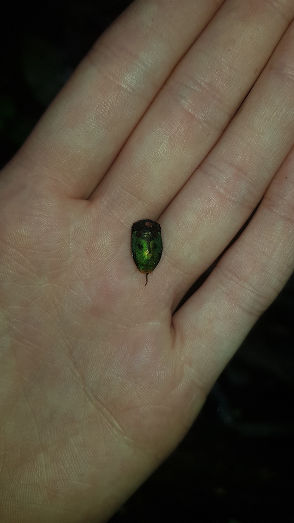 Winged and Once-winged Insects from Sydney NSW, Australia on January 23 ...
