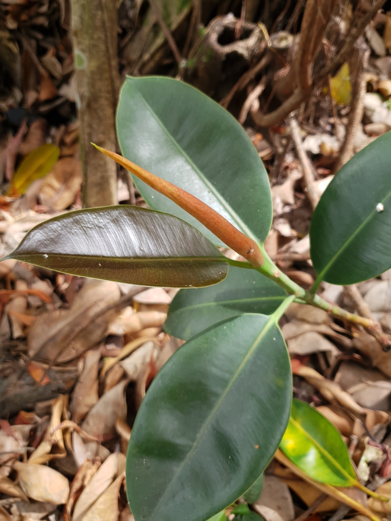 Ficus elastica Roxb.