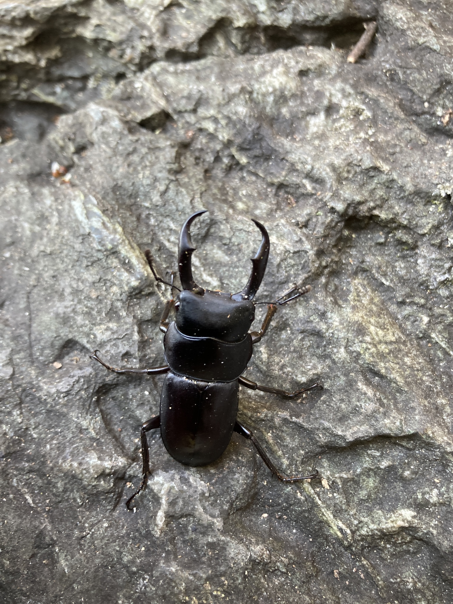 Dorcus rectus rectus