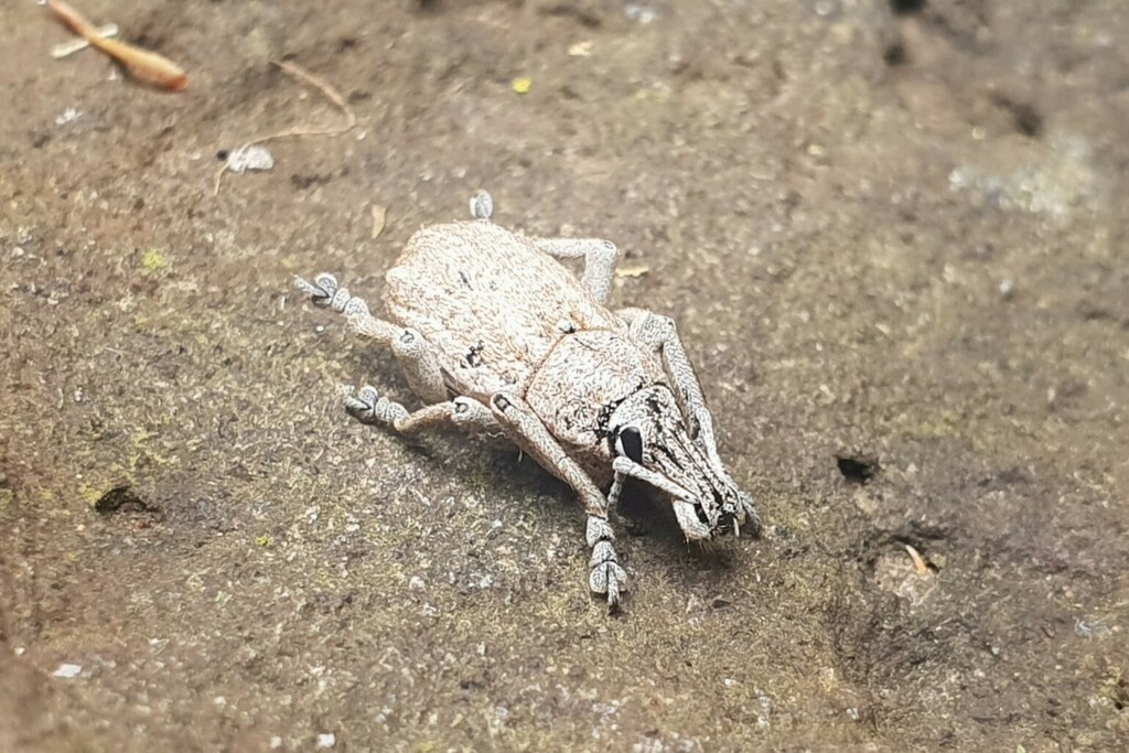Fruit-tree Root Weevil in January 2023 by Garry French · iNaturalist