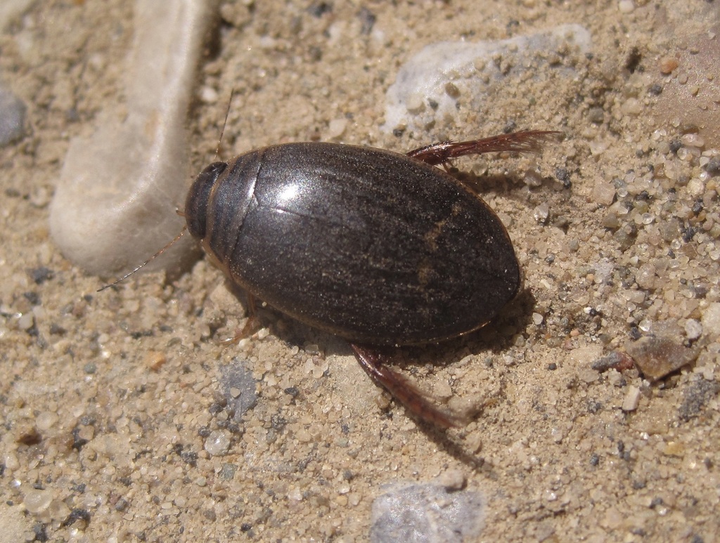 Small Flat Diving Beetles from Parkland County, AB, Canada on June 28 ...