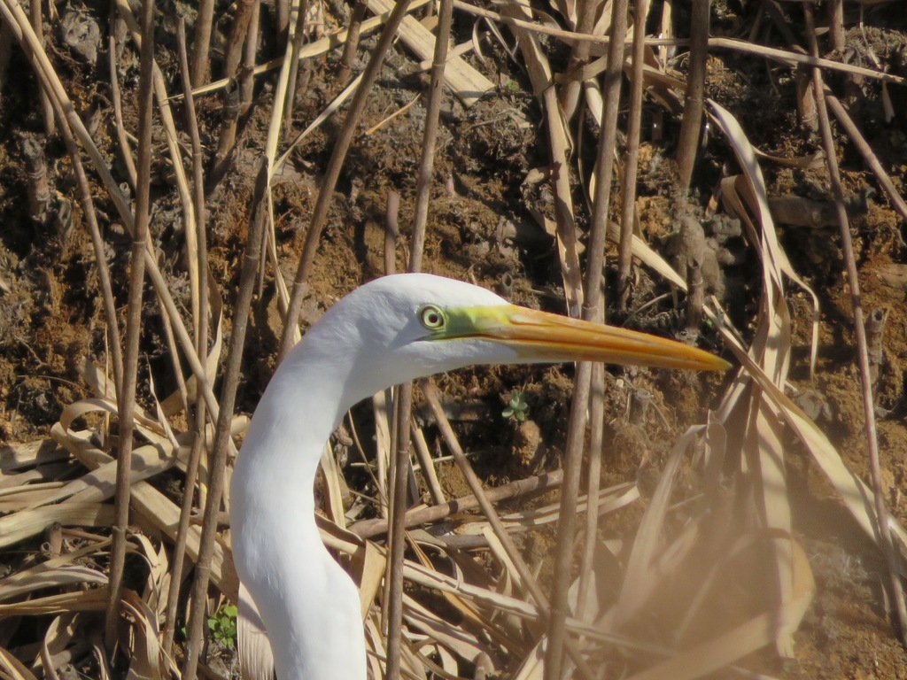 Eastern Great Egret from Uzurashinden, Ora, Ora District, Gunma 370 ...