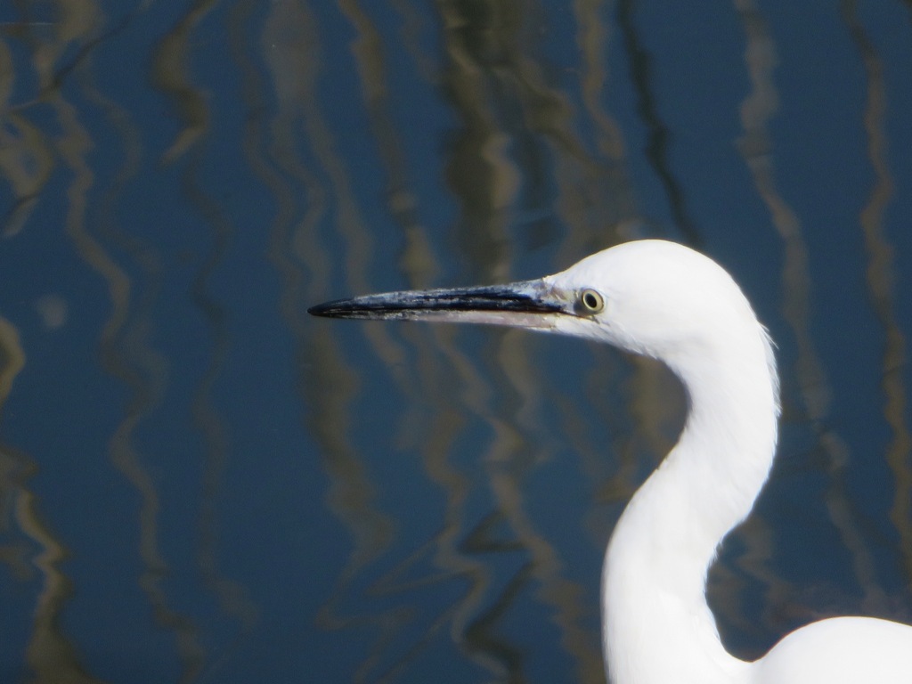 Western Little Egret from Hinatacho, Tatebayashi, Gunma 374-0076, Japan ...