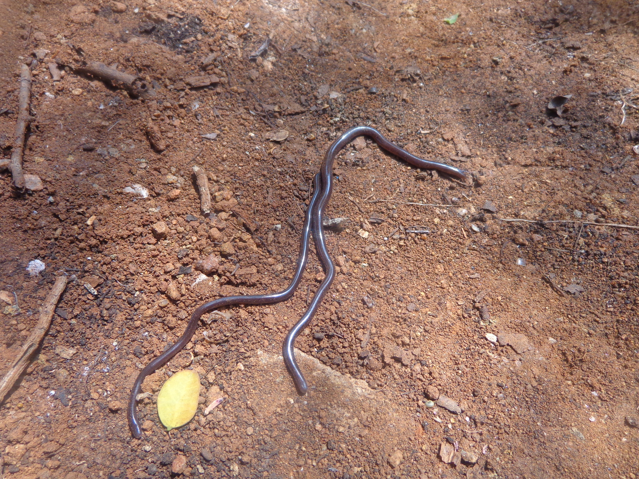 Indotyphlops Hedges, Marion, Lipp, Marin & Vidal, 2014-17