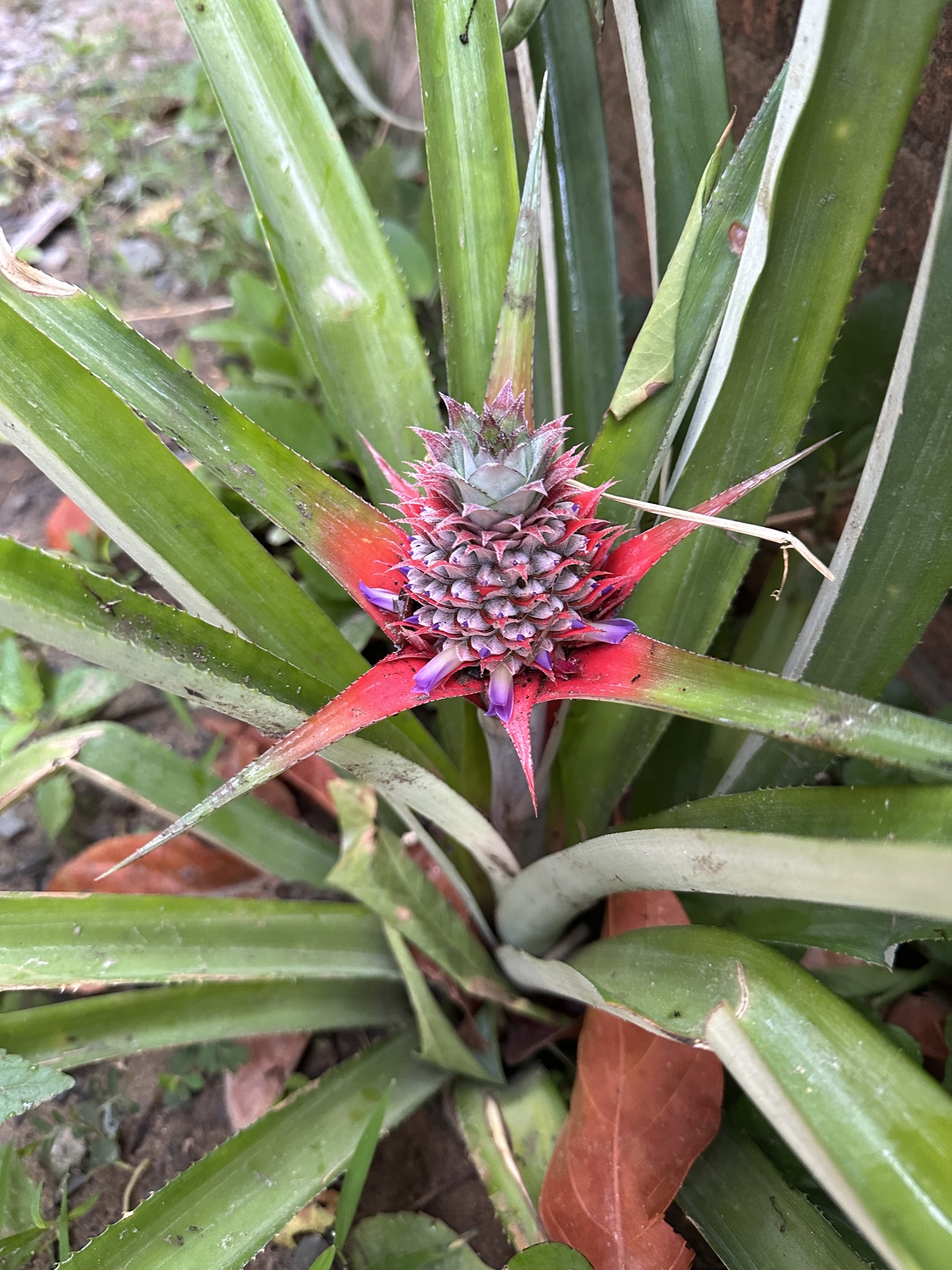 Ananas comosus (L.) Merr.