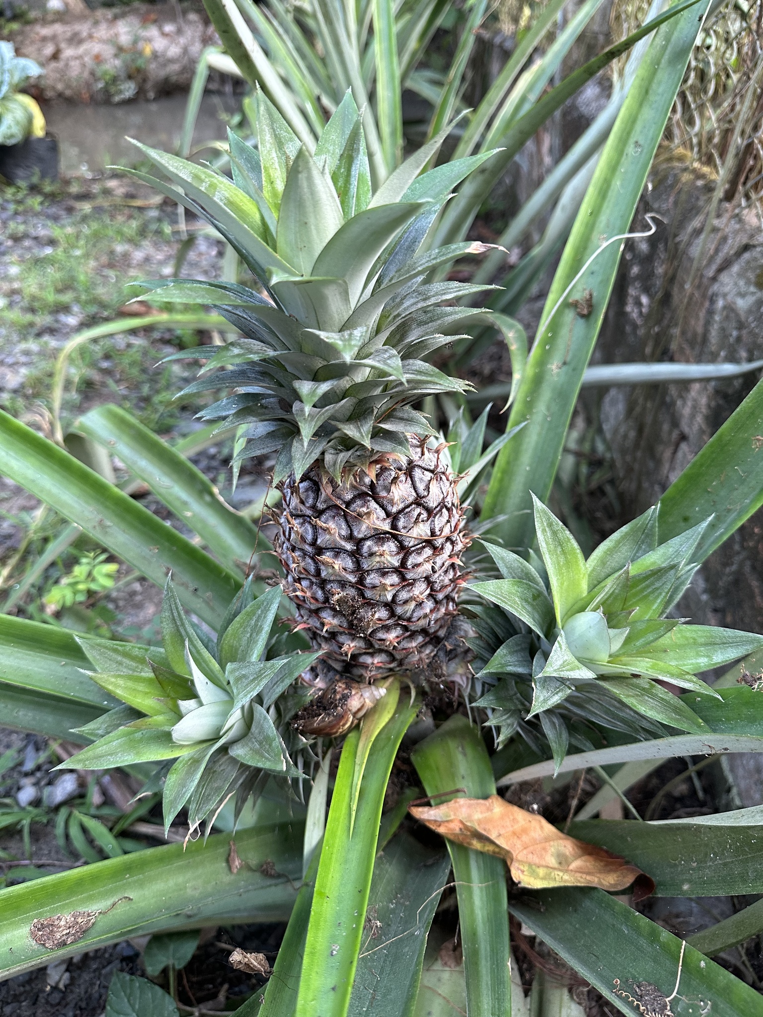 Ananas comosus (L.) Merr.