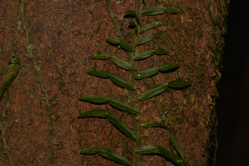 candle vine from Upper Orara NSW 2450, Australia on February 8, 2023 at 05:00 PM by Nick Lambert ...