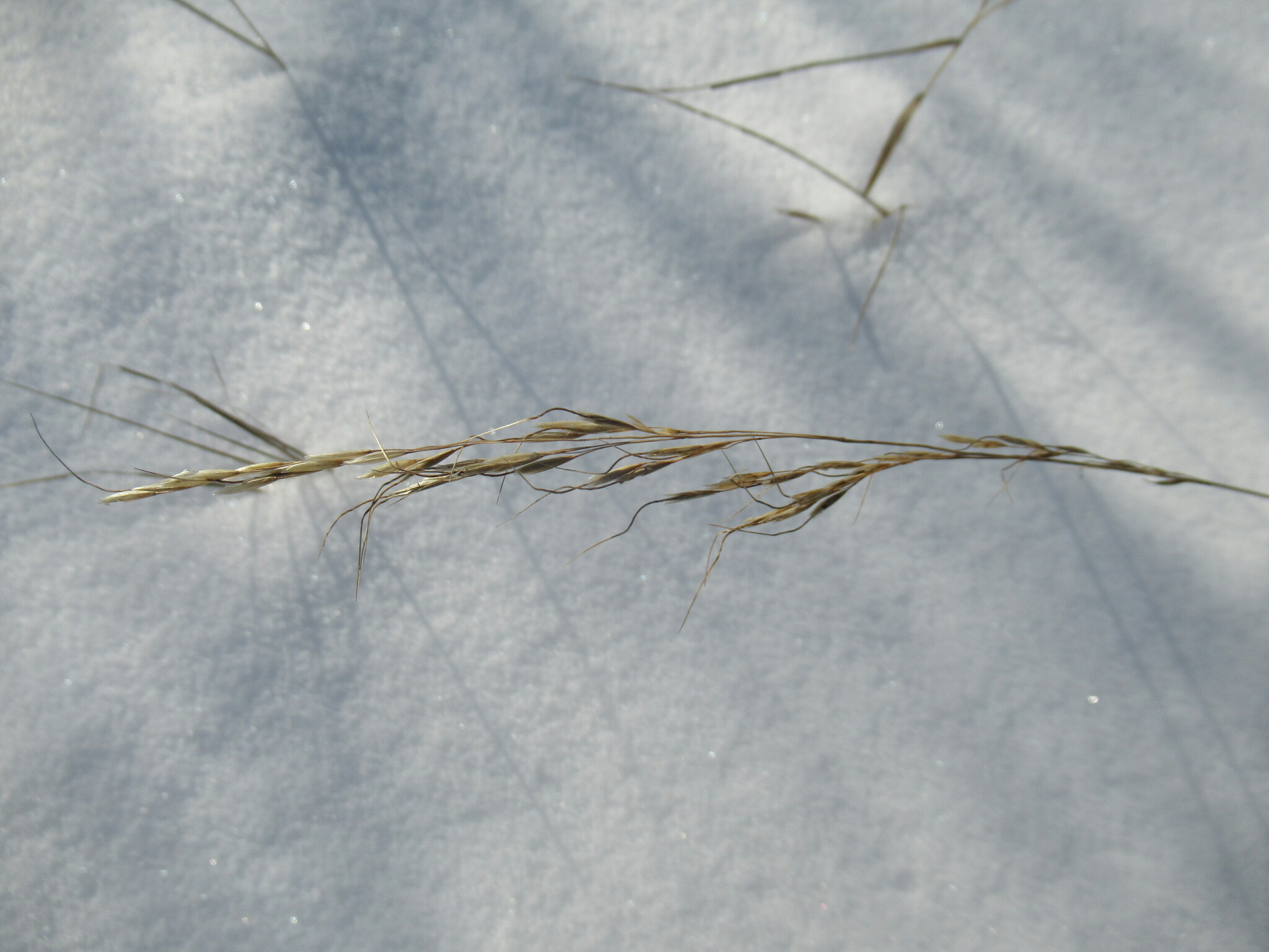 Achnatherum sibiricum (L.) Keng ex Tzvelev