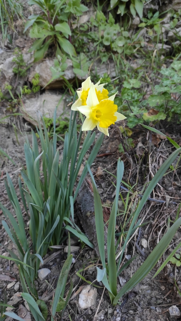 wild daffodil from Via Canezza F. 8 Loc. Battin, 16031 Sessarego GE ...