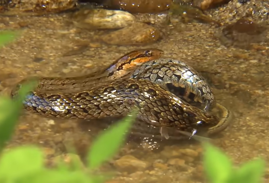 Frog-eating Rat Snake from Seosan-si, Chungcheongnam-do, South Korea on ...