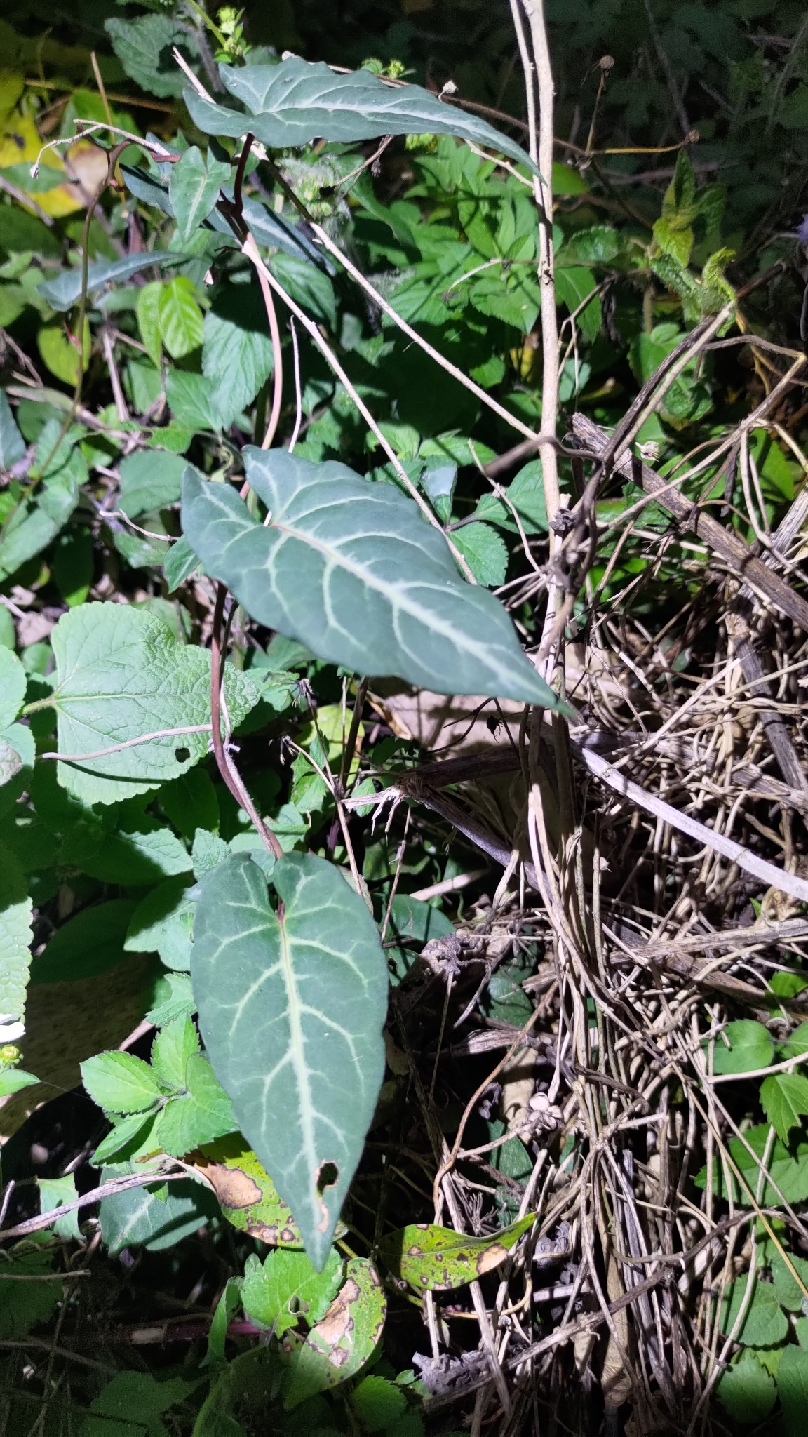 Fallopia multiflora (Thunb.) Haraldson