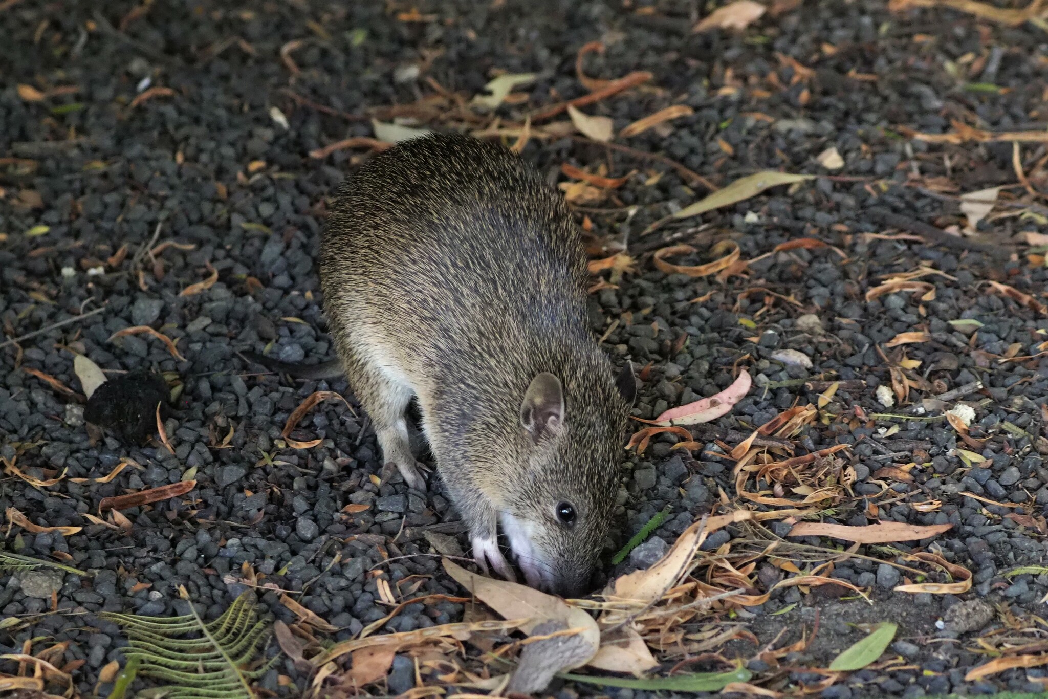 Isoodon obesulus (Shaw, 1797)