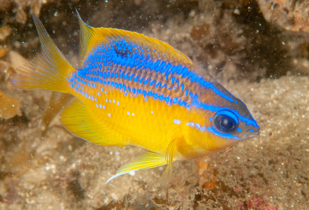 Immaculate Damsel from "Bare Island, Botany Bay, New South Wales ...