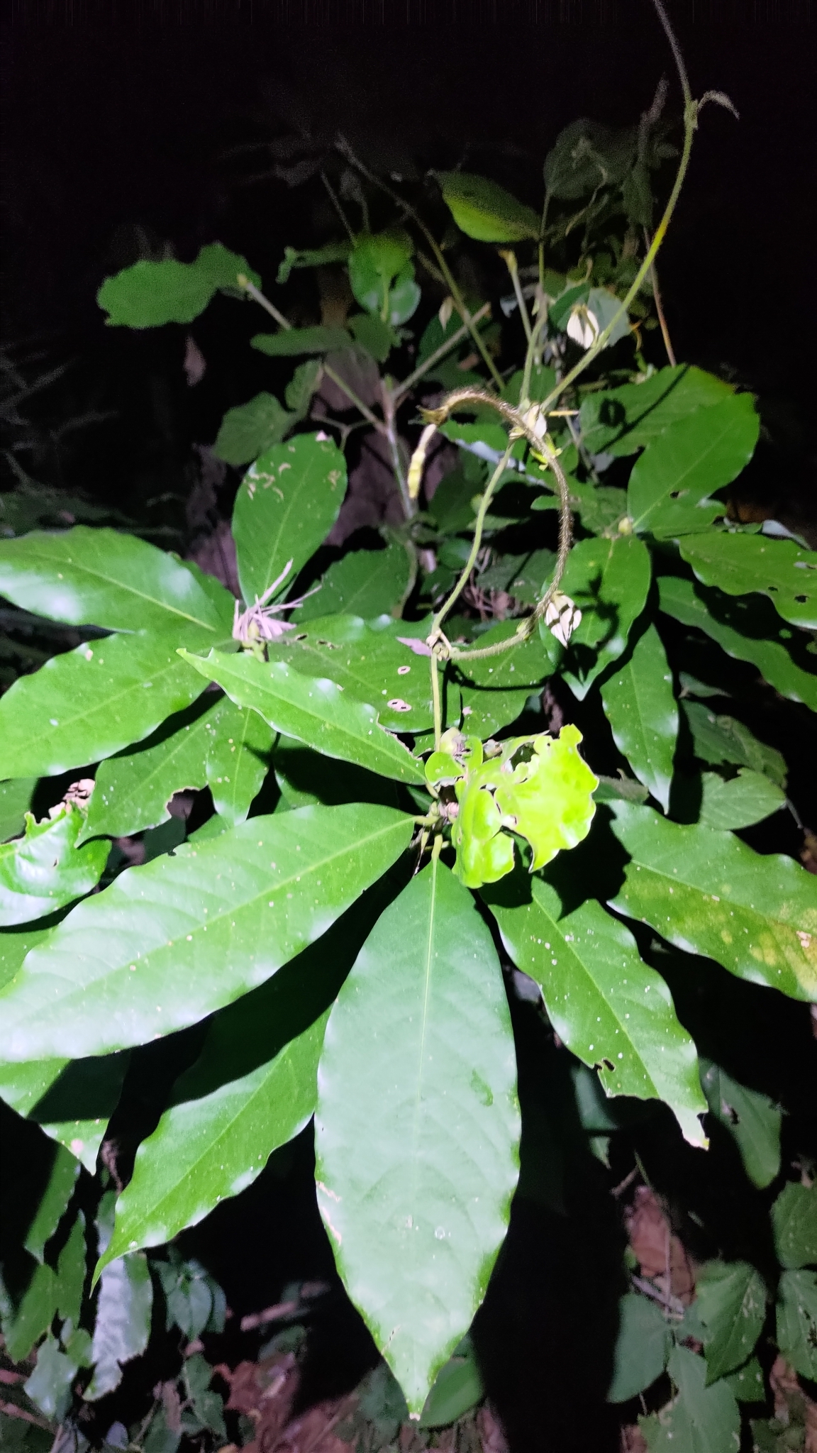 Machilus japonica Siebold & Zucc.