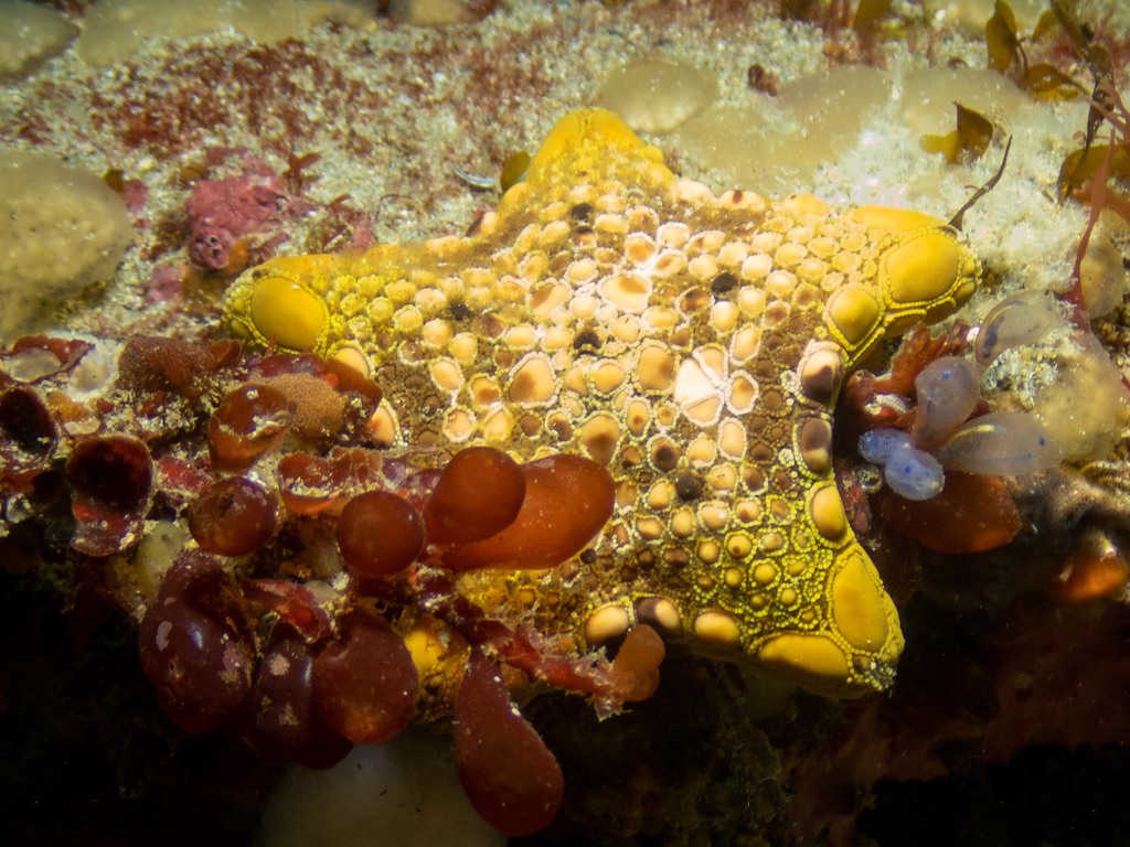Common Biscuit Star from Portsea VIC 3944, Australia on February 08 ...