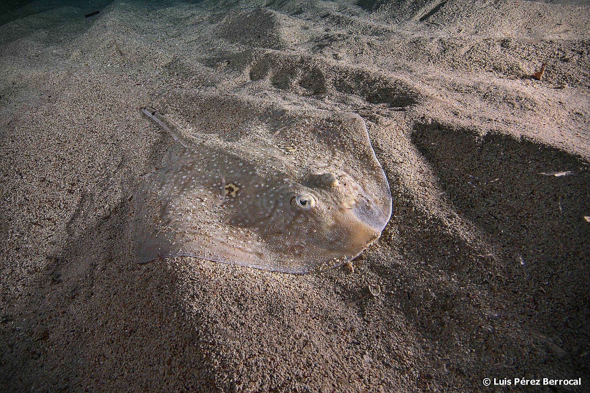 Raja radula Delaroche, 1809