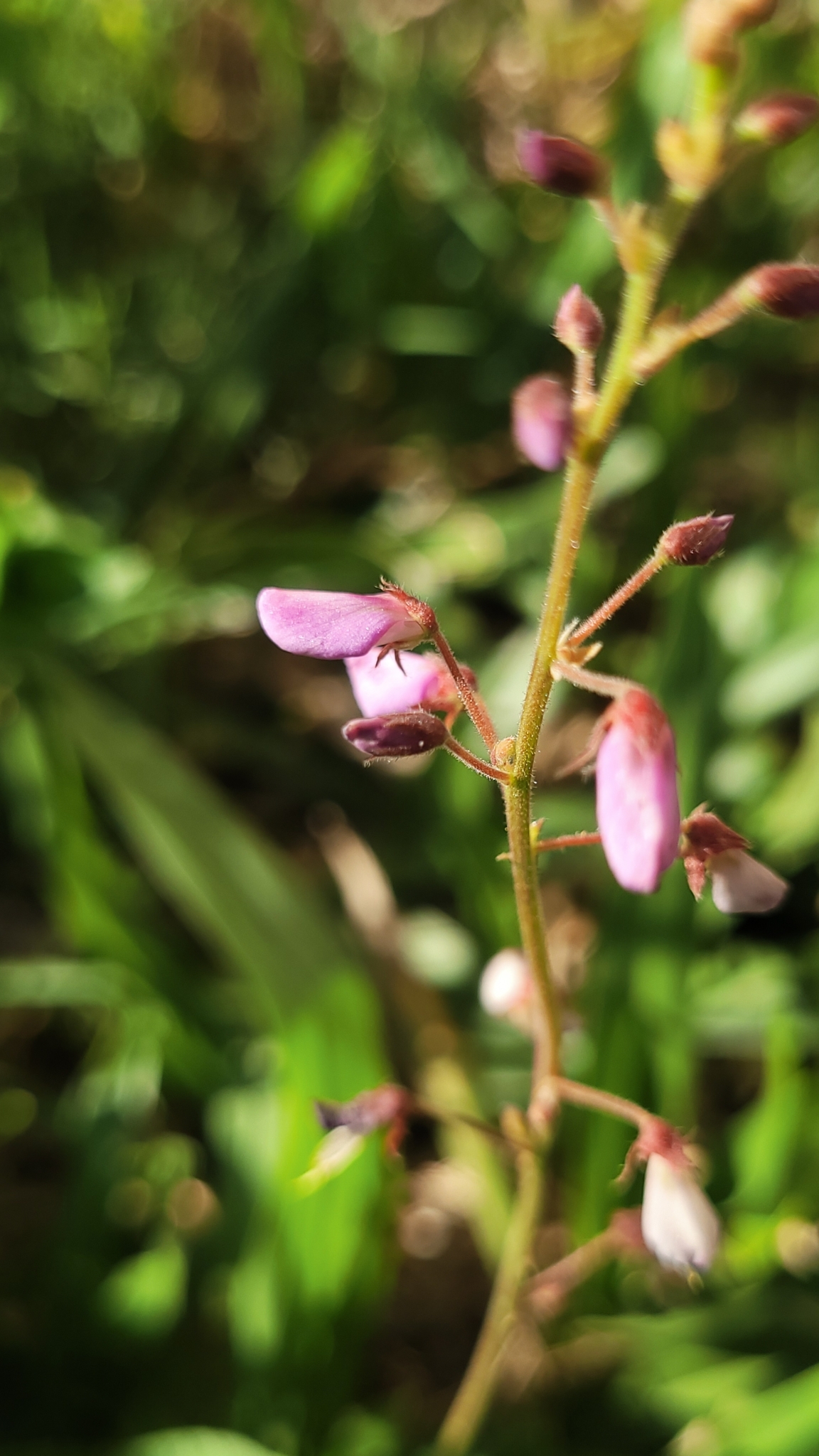 Desmodium incanum (Sw.) DC.