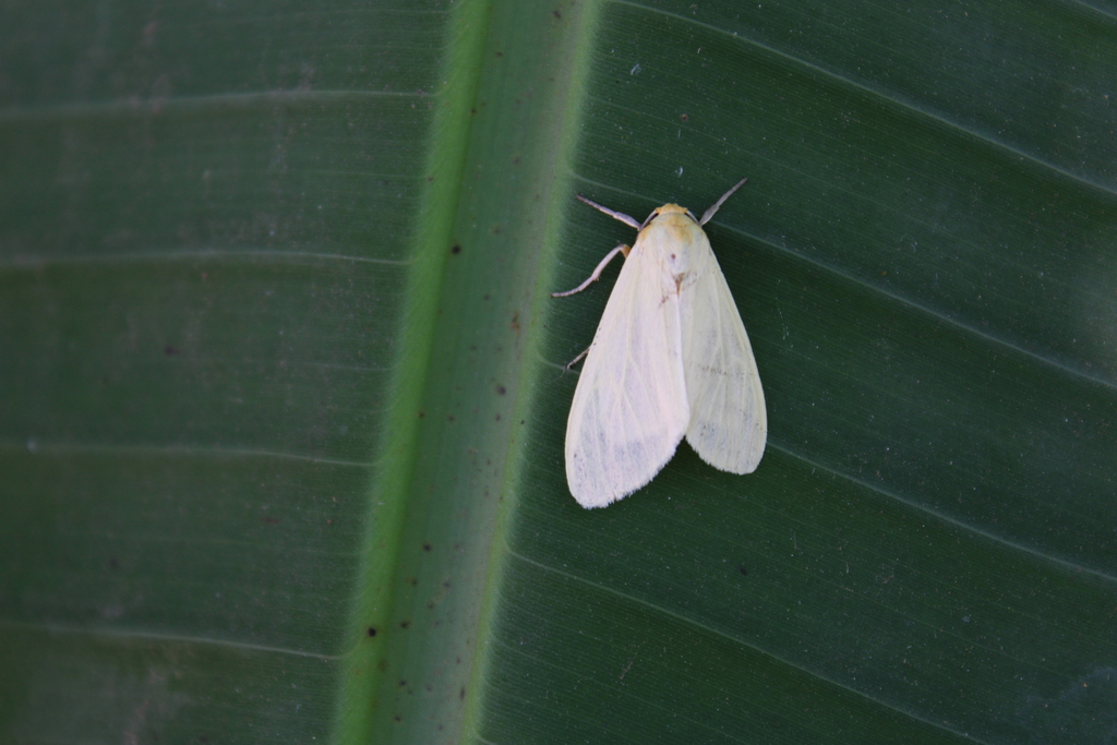 Siam Weed Defoliator from Mysore Division, Karnataka, India on February ...